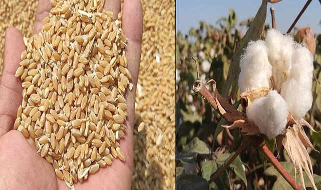 Pamuk fiyatları düştü! İşte yeni fiyat listesi - Ekonomi - Ajans ...